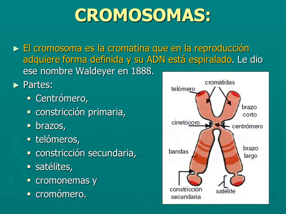 EVOLUCIÓN BIOLÓGICA