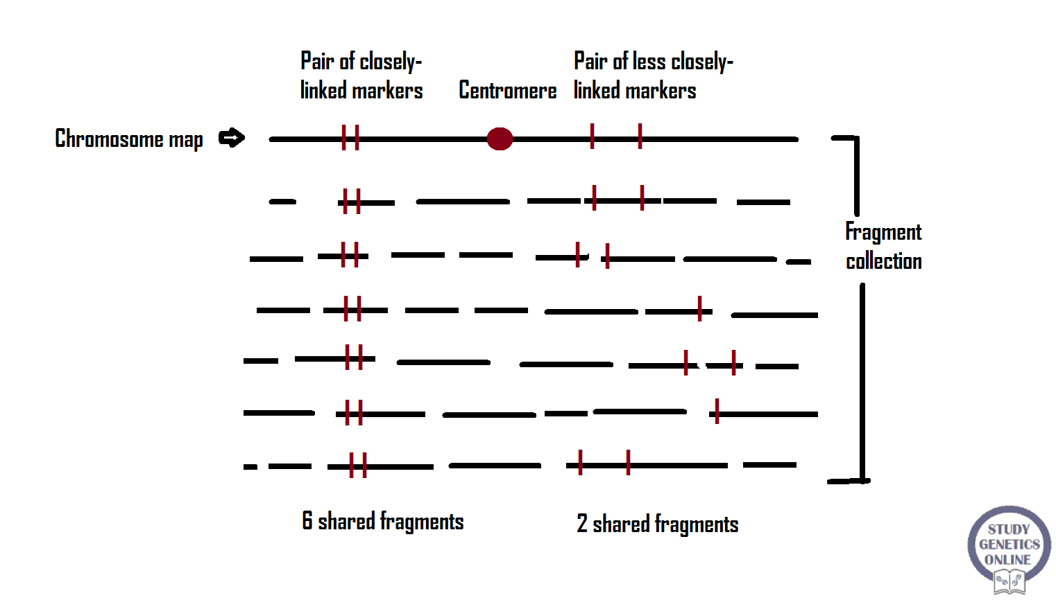 Study Genetics Online: Generation of detailed maps using sequence ...