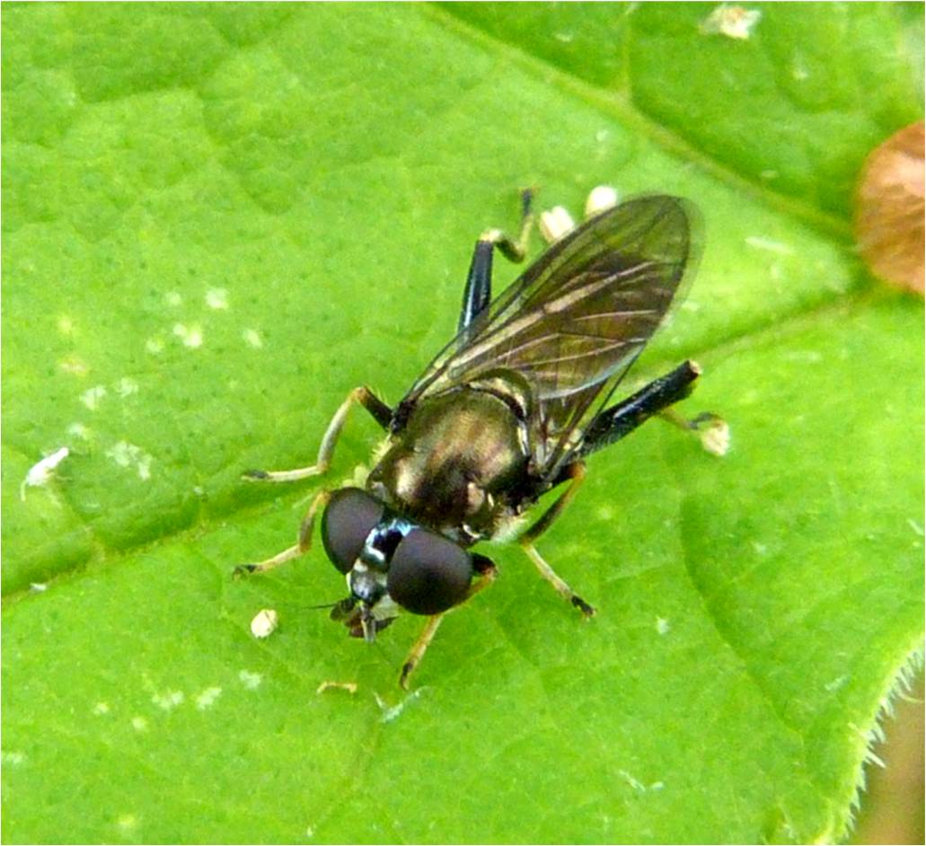 Insects of Scotland: Hoverflies