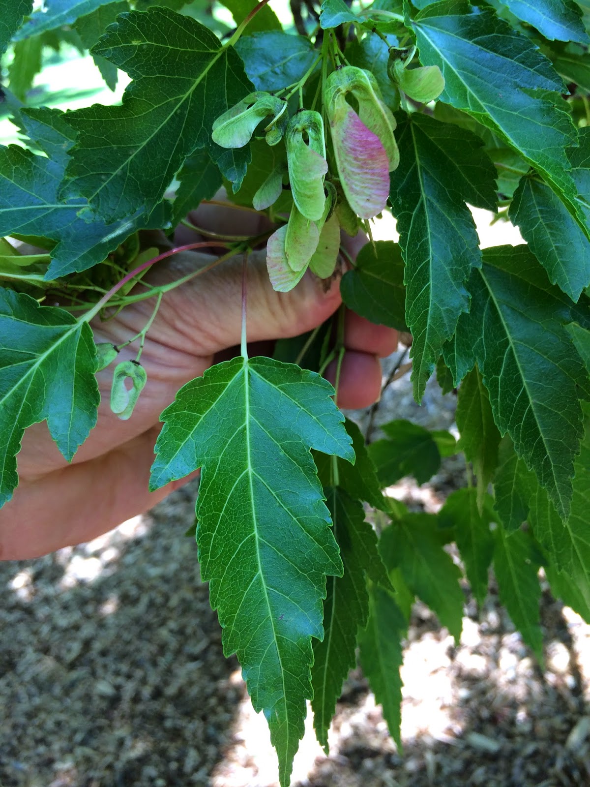 Trees of Santa Cruz County: Acer ginnala - Amur Maple