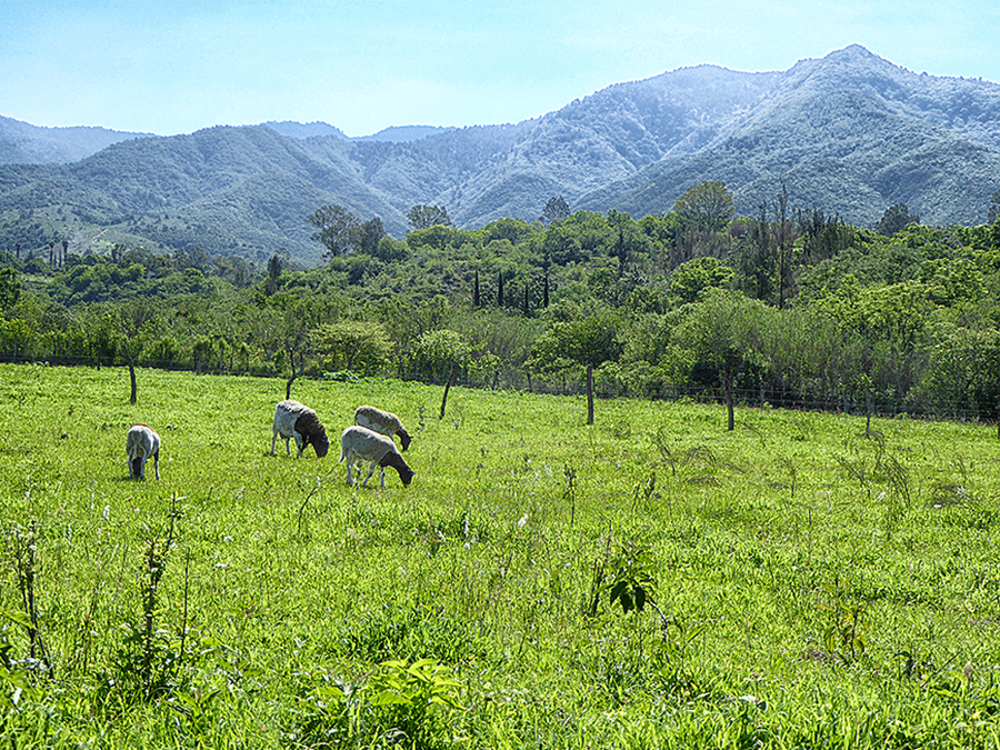 Oaxaca-The Year After: Good to be back... cont....
