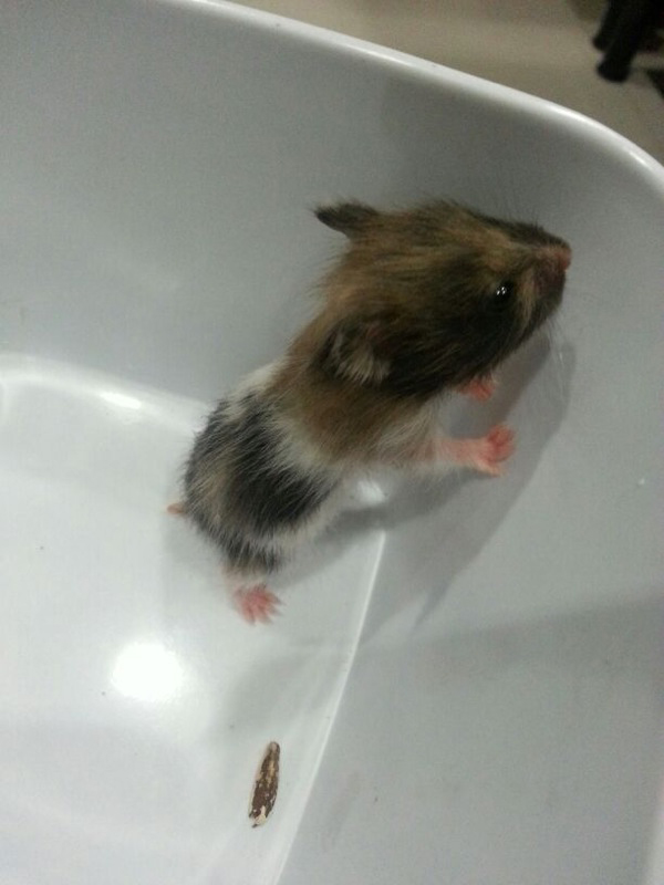 Natural PawPals: Cherimoya the Calico (aka Tortoiseshell Banded) Syrian ...