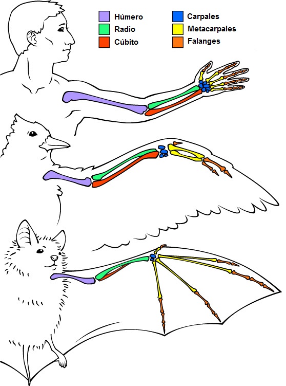 Hogar Cósmico: Anatamía comparada: Analogía y homología