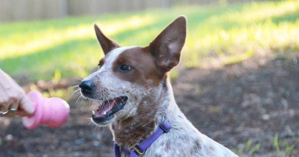 The Dog Geek: Product Review: Kong Binkie