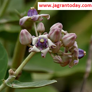 Aak ke Paudhe ko Naa Smjhe Bekaar | आक के पौधे को ना समझे बेकार | Aak ...