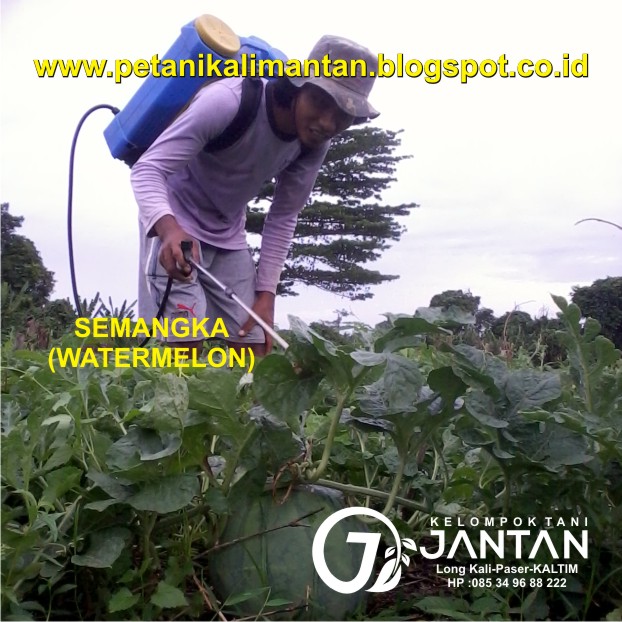 PETANI SAYUR DAN BUAH KALIMANTAN TIMUR: PETANI SAYUR DAN BUAH ...