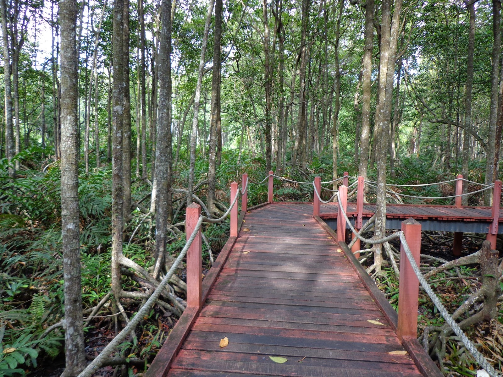 Matang Mangrove Forest, Kuala Sepetang, Perak | Solehah Shamsuddin