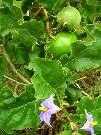 Impressões Ecológicas - Gestão Ambiental: Impressões #02