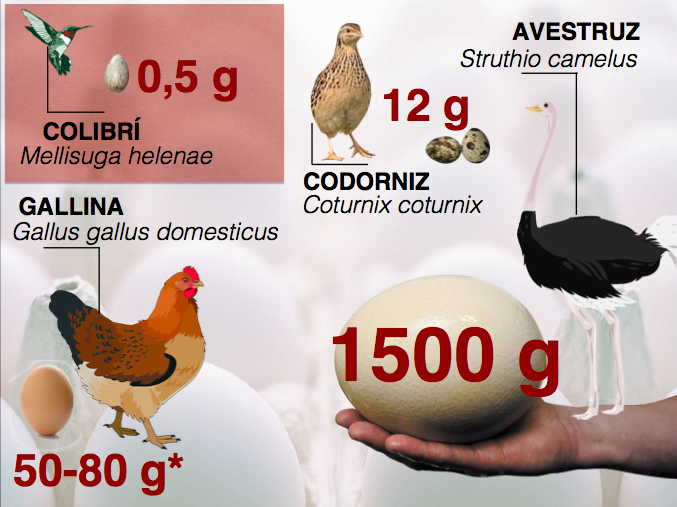 LA CIENCIA DE LA VIDA: Huevos peculiares