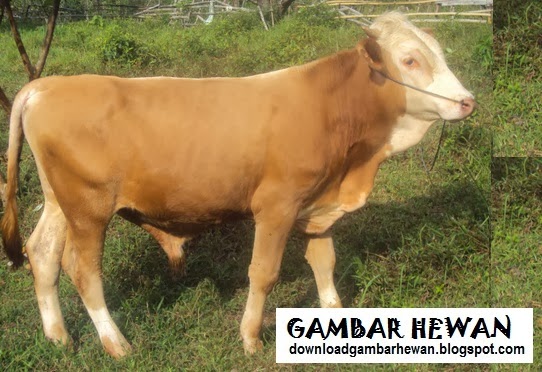 Gambar Sapi