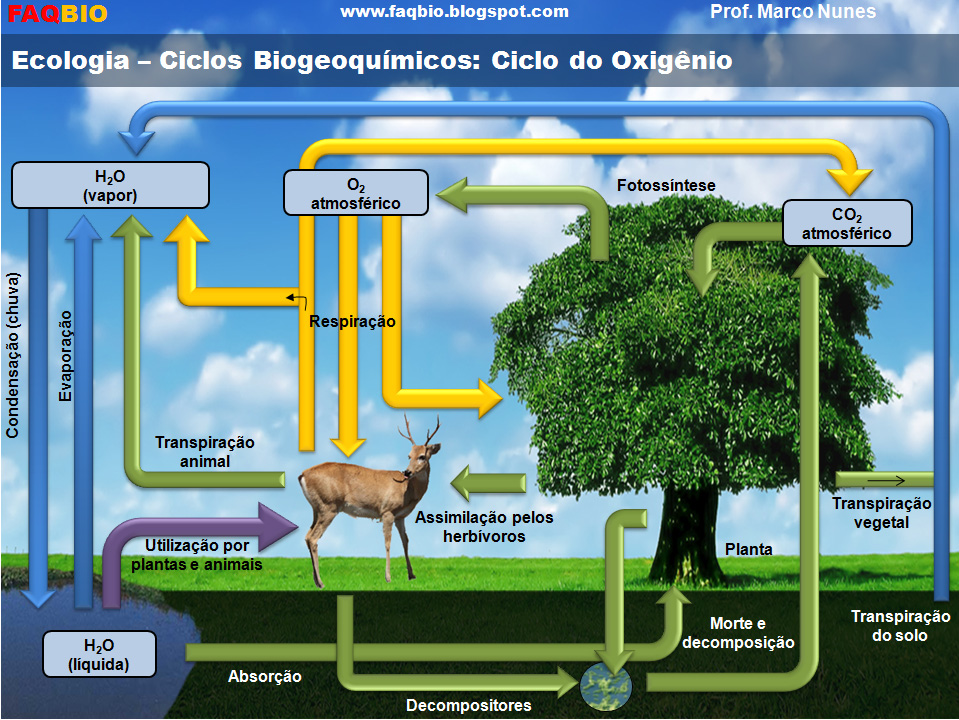 BioEja: CICLOS BIOGEOQUÍMICOS
