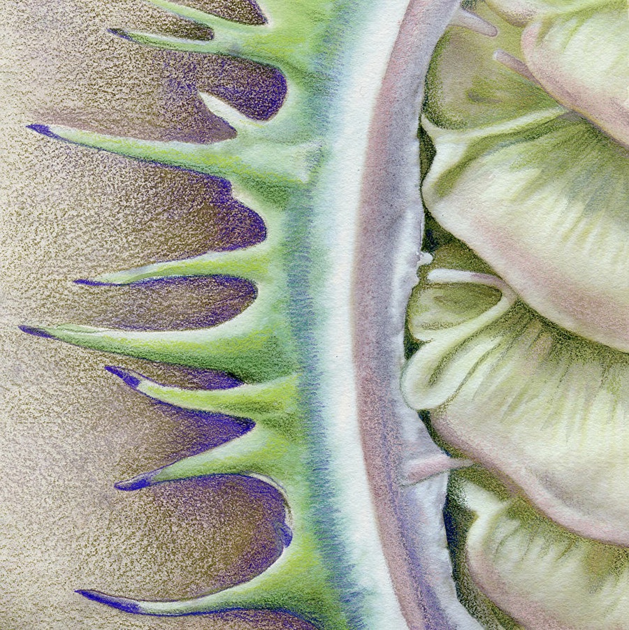 Draw the Beauty of Nature with Mindy Lighthipe: Botanical Fine Art ...