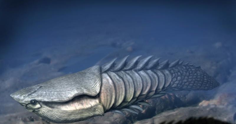 Spinops: Anglaspis heintzi