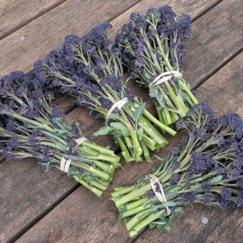 Brocolis Crespo Roxo Sprounting