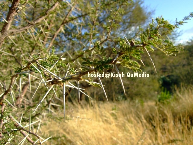 Pohon Zaqqum Yang Menakutkan (Makanan Penghuni Neraka) ~ Zon Info Terkini