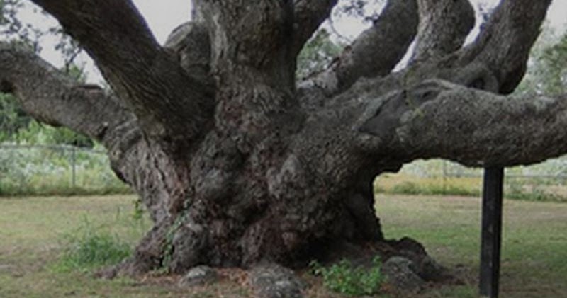At the base of an Old Oak Tree - A Must Read Story
