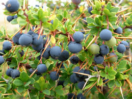 KOTLI SATTIAN: BERBERIS ARISTATA (HIMALAYAN BERBERRY), (SUMBAL)