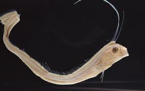 What in the world?!: ARE OARFISH A PREMONITION OF EARTHQUAKES FOR JAPAN?