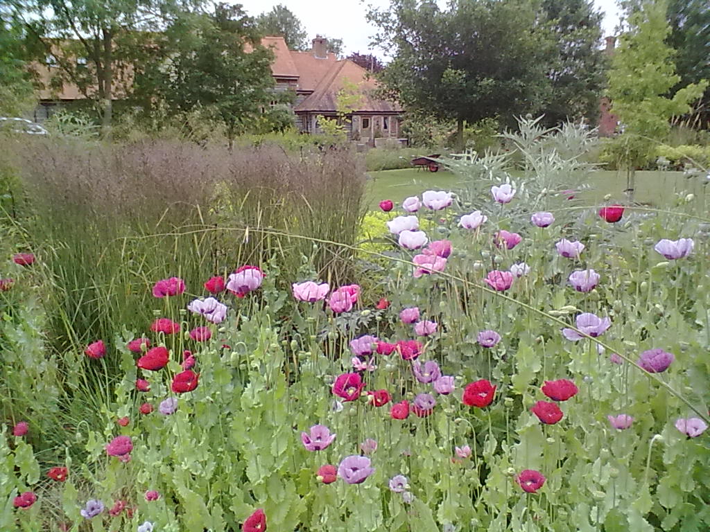 Rachel the Gardener: Let's do some Prairie Planting!