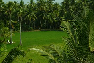 Konaseema | AP Heritage