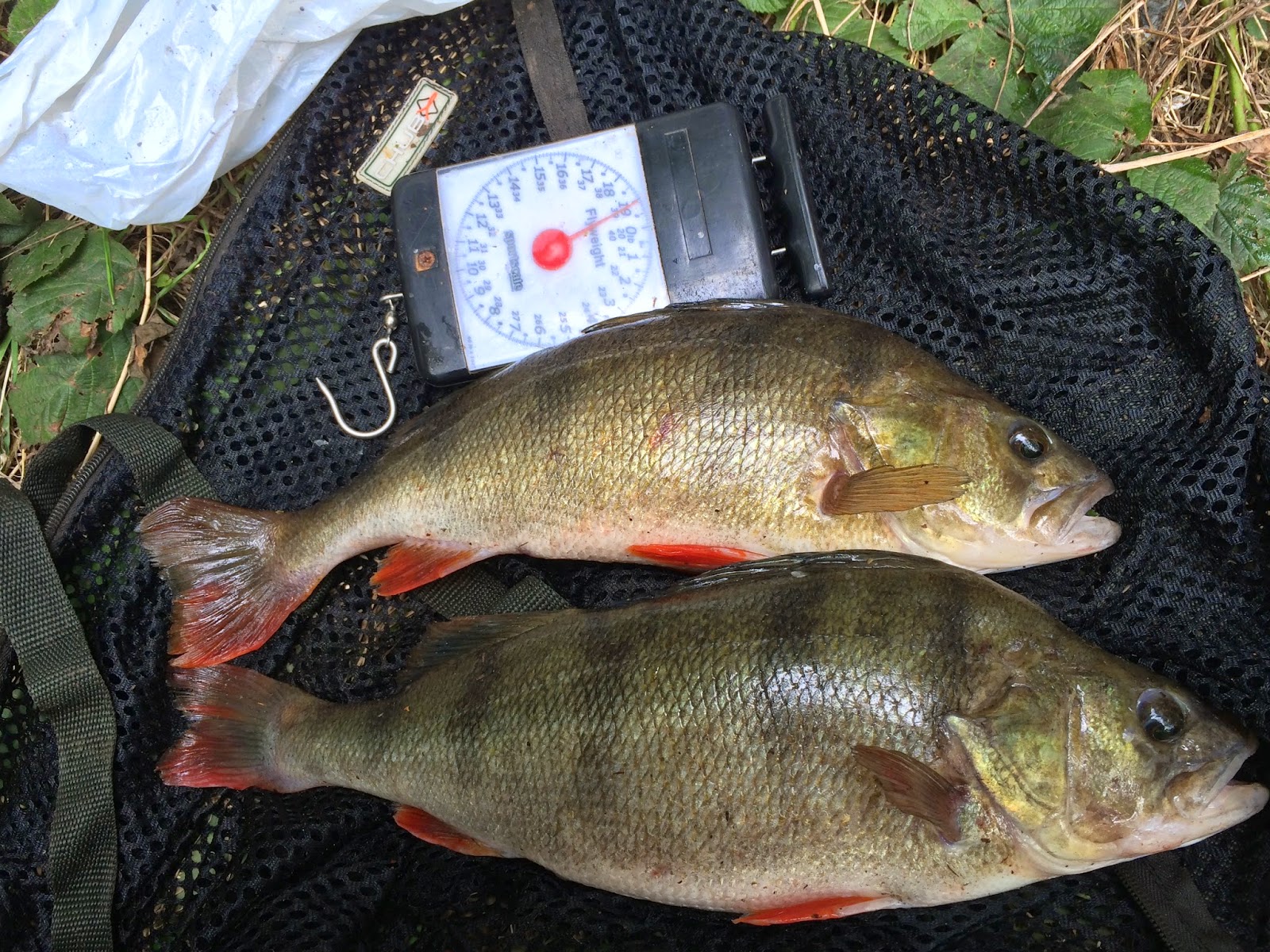 Danny's Angling Blog: Water To Go Bottle Review and River Dane Stick ...