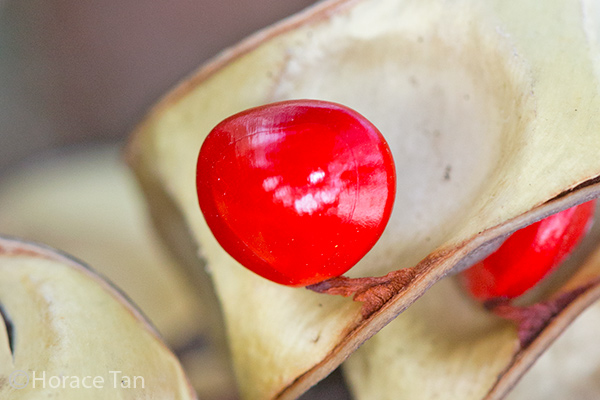 Butterflies of Singapore: Larval Host Plant for Butterflies: Saga Seed Tree