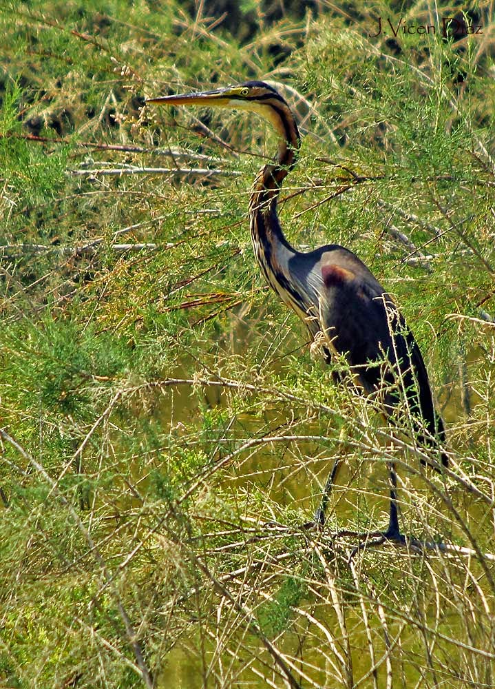 Si quisieramos describir el estilismo y la elegancia en un ave, habría ...