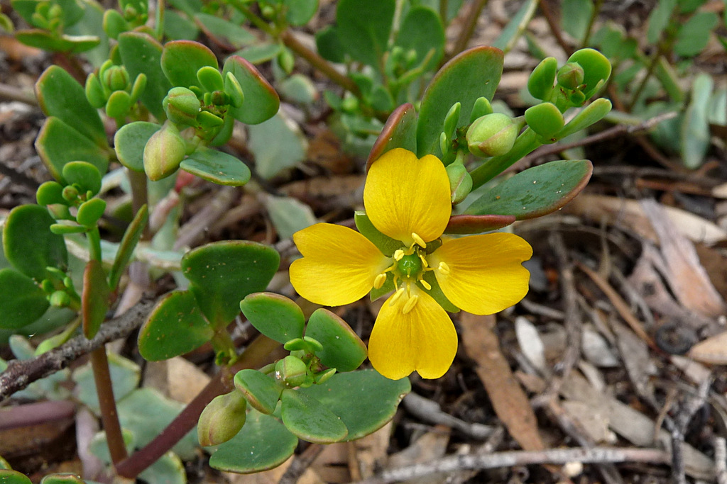 Bushranger: Kulliparu Conservation Park