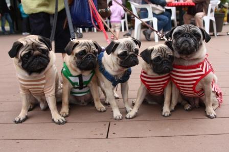 TEPPEI BOY: ALL JAPAN PUG MEETING TODAY