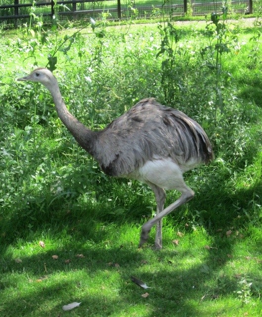 Zombie Parent's Guide: Lotherton Hall Bird Garden