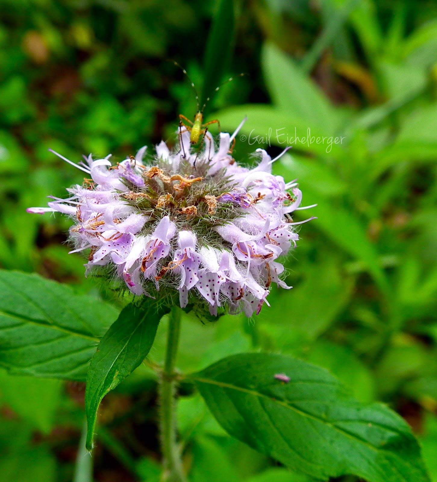 clay and limestone: Wildflower Wednesday: Downy Wood Mint