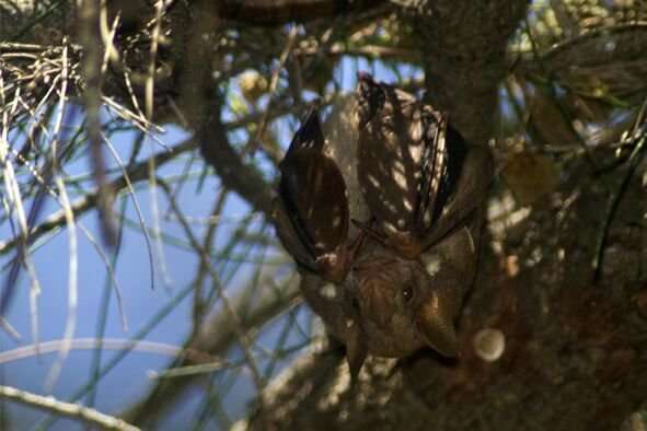 Fossil evidence shows bats colonized from islands to continents - World ...