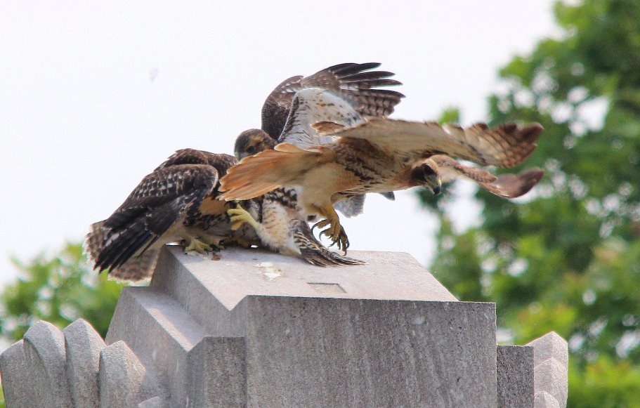 Hawkwatch at the Franklin Institute: Young hawks out on the town