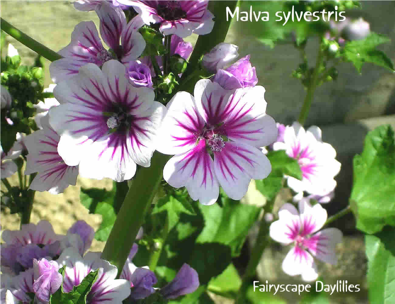 LA MARAVILLOSA MALVA