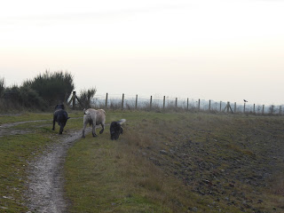 Dog Blog: Ozzy and all the black dogs, chasing crows and splashing about