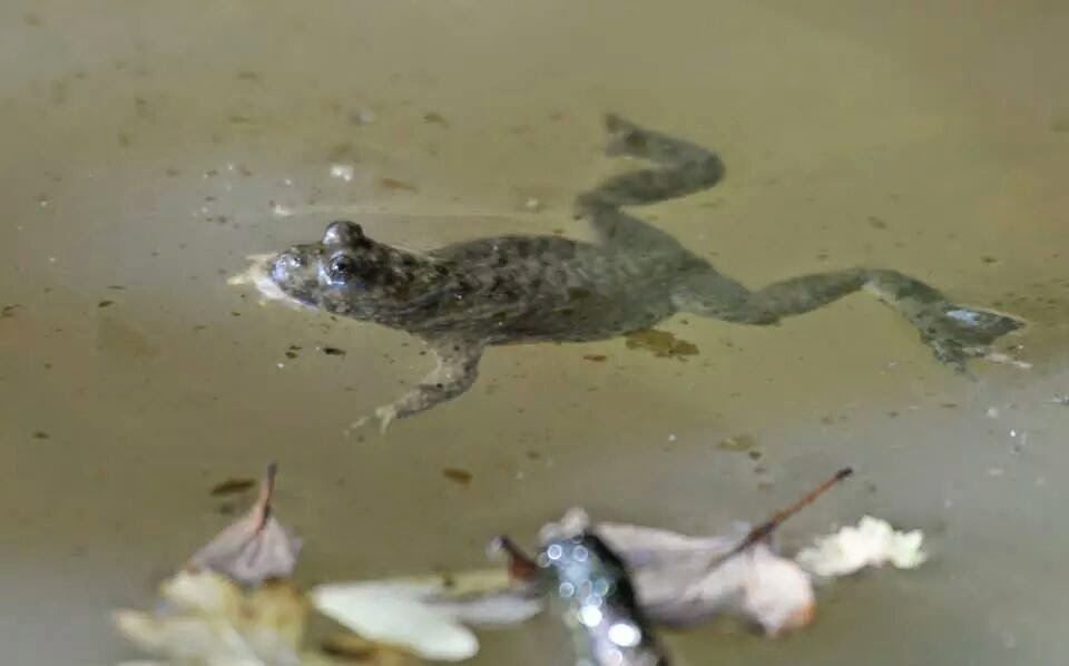 Teacher and learner: Broscuţele, prietenele elevilor