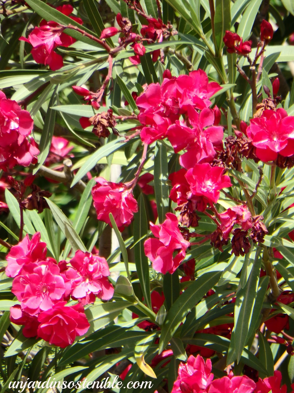 Nerium oleander (Adelfa, Laurel rosa, Balandre etc.)