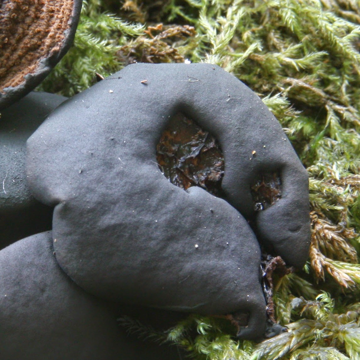 Guía de Setas y Hongos de Navarra.: Bulgaria inquinans Fr.