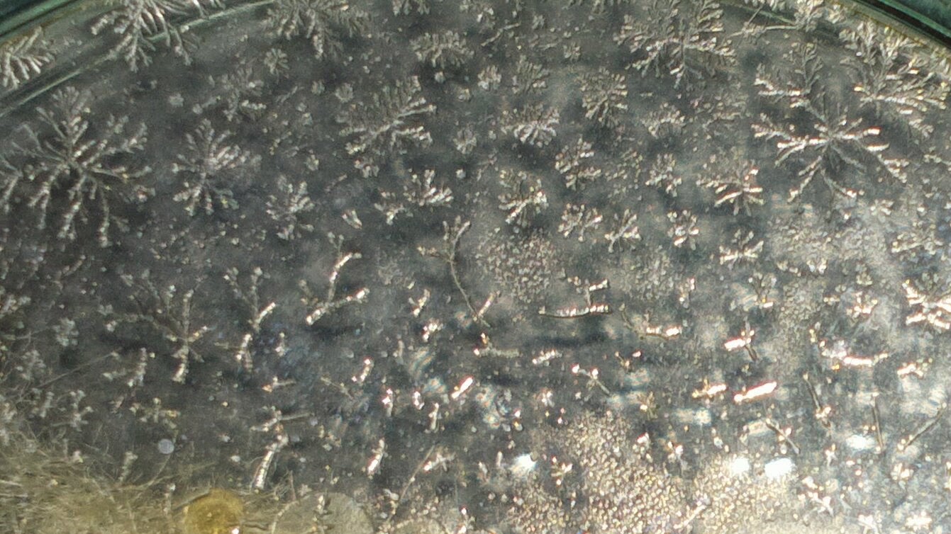 Candida albicans pe mediu de cultura sabouraud cu probe de piele cu ...