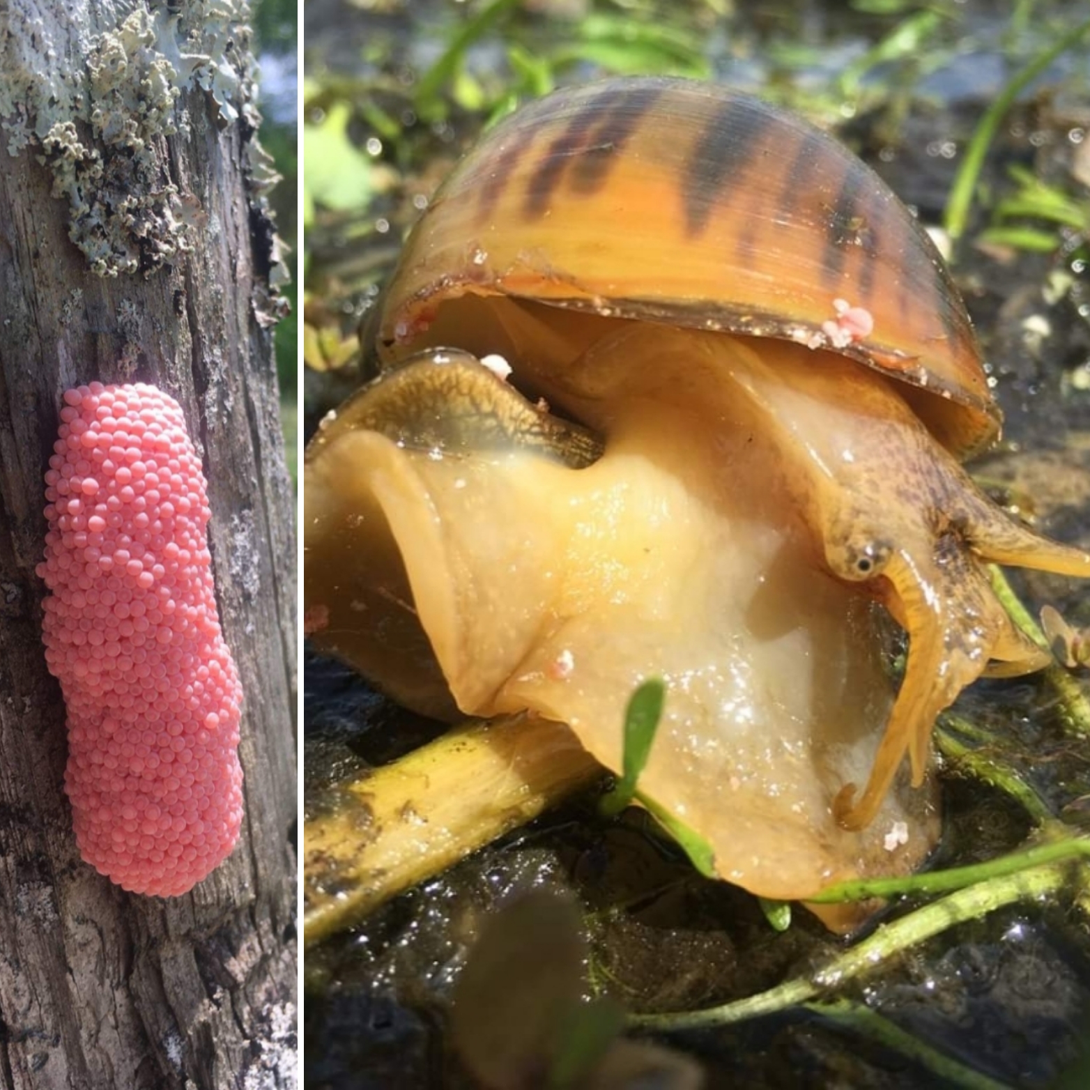 Corkscrew's Intern Adventures: A Guide to Invasive Species of Corkscrew ...