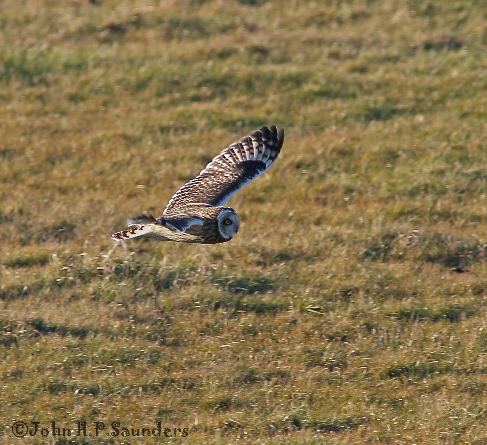 Hedgeland Tales: More Short-eared Owl action from Eldernell, Cambridgeshire