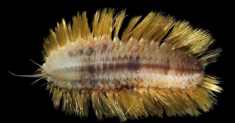 BIBOCA AMBIENTAL : QUE BICHO É ESTE?