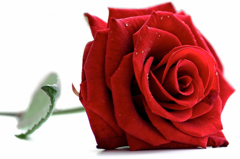 Cantiknya Bunga Ros...