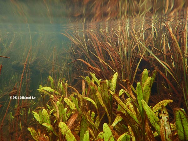 The rainforests of Borneo & Southeast Asia: Aquatic & semi aquatic ...