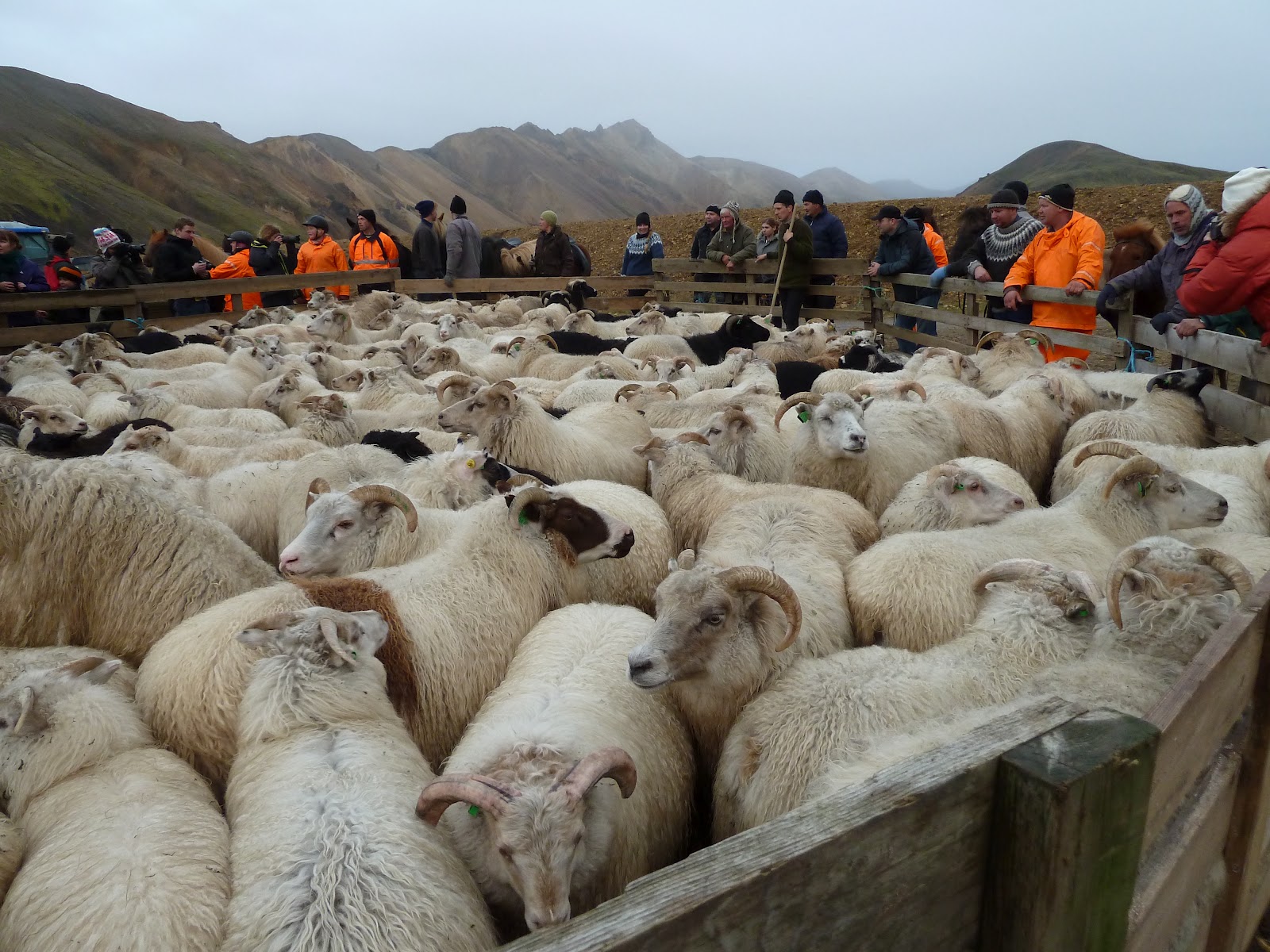 Ambassador's Blog: Rounding sheep in Jökulgil