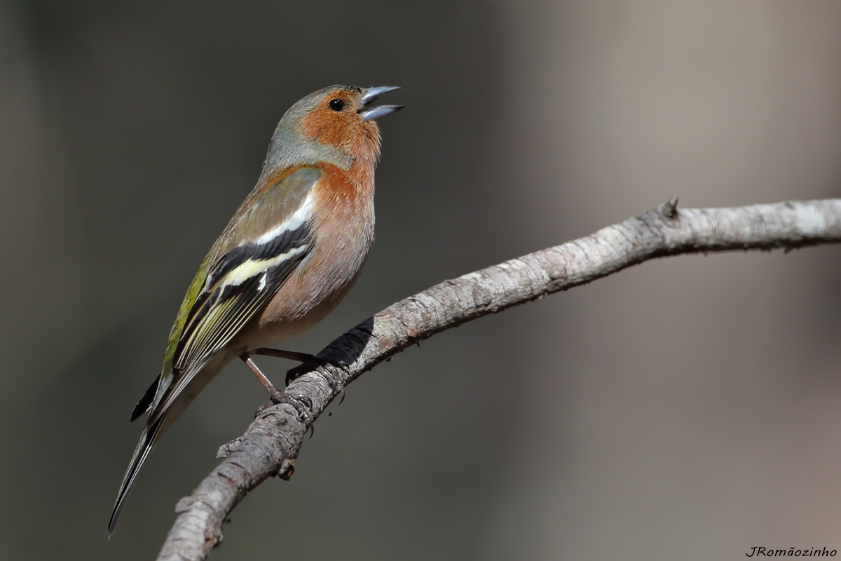 Pescador de aves: Tentilhão comum