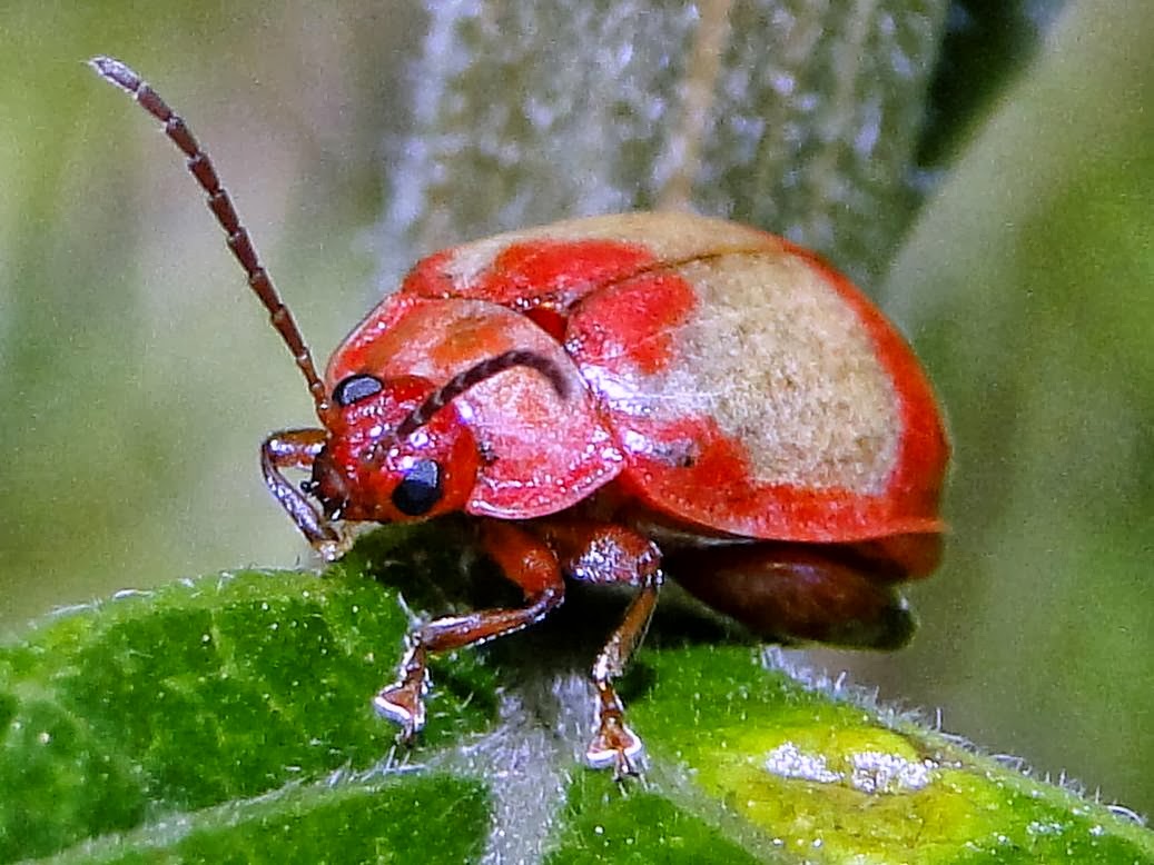 Sarzedo Ecologia: outubro 2013