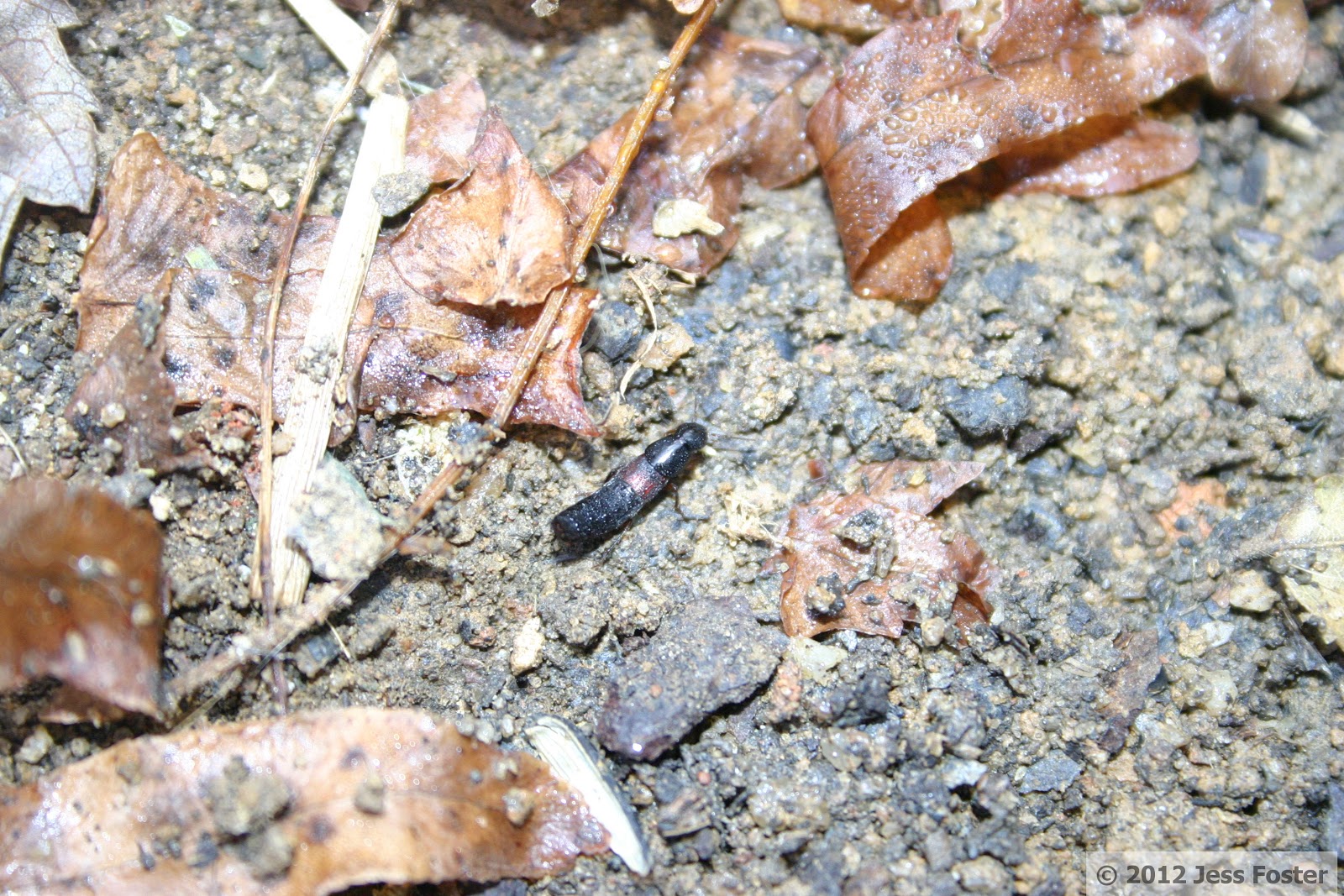 Sluggin' Along: Earwig Look-alike