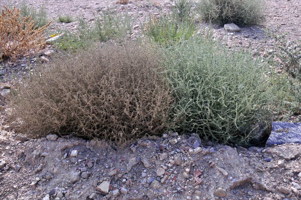 NaturalezaVaria: Salsola kali