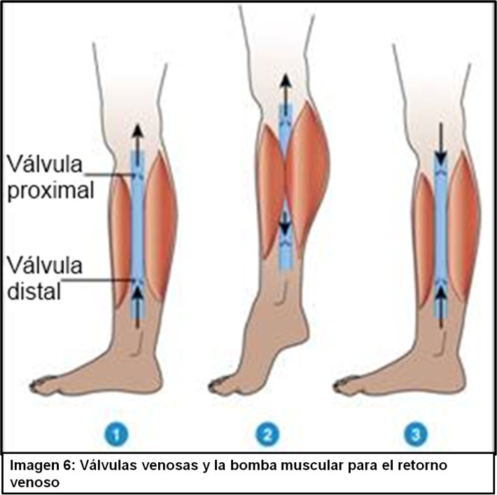 TIPOS DE CONTRACCIÓN MUSCULAR